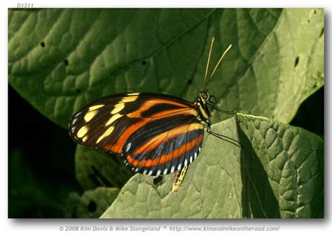 Heliconius Ismenius Telchinia Tiger Striped Longwing