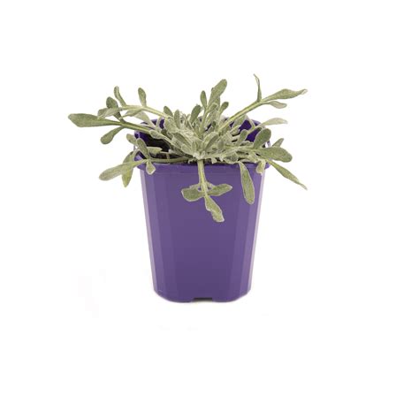 85mm Gazania Tiny Tom Gazania Hybrid Bunnings Australia