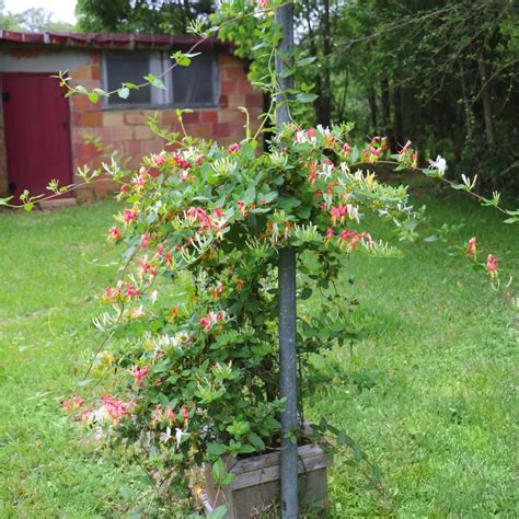 Lonicera Peaches And Cream™ Honeysuckle Lonicera Periclymenum Beautifully Fragrant Vine For
