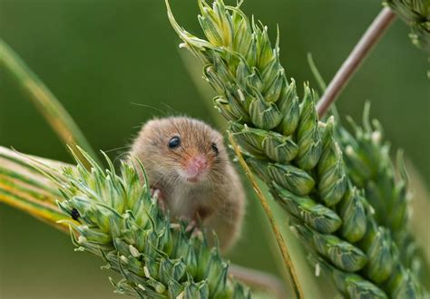 Matts Photos Harvest Mice