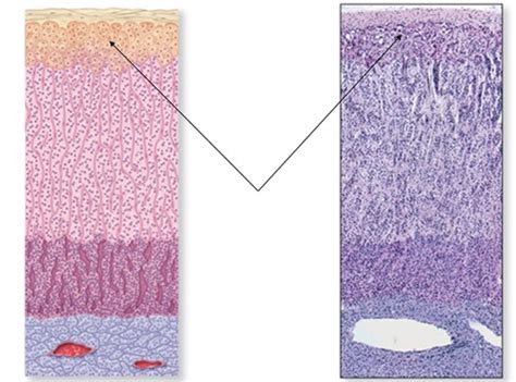 Week 7 Peripheral Endocrine Flashcards Quizlet