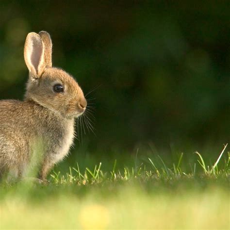Differenza Tra Lepre E Coniglio
