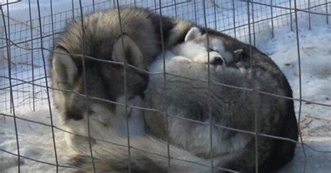 Cuddling In Winter Imgur