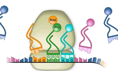 Genetics Achieve Chapter 15 Reading Hw Questions Flashcards Quizlet