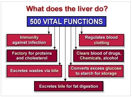 Understanding The Liver Functions And Health Tips