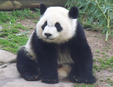 Xi Lan At 18 Months March 2010 Zafanfriday Submission From Facebook User Kim Panda Bear