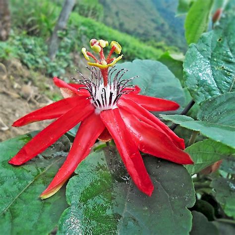 Passiflora Coccinea Uf Ifas Assessment University Of Florida Institute Of Food And