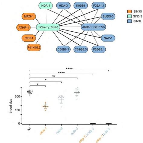 Identification Of Two Sin 3 Related Complexes In C Elegans Embryos By