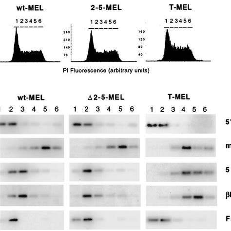 A A Schematic Representation Of The Human β Globin Locus Red Download Scientific Diagram