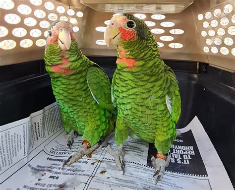Cayman Parrots Welcoming Our Newest Cayman Parrot Chicks