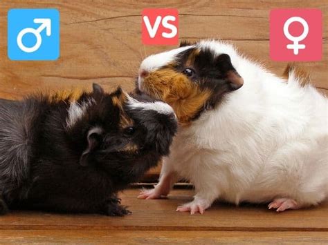 Male Vs Female Guinea Pig Which Guinea Pig Gender Is Better