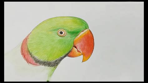How To Draw A Green Parrot Head