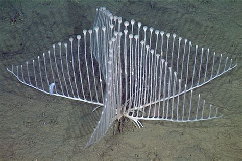 Lyre Sponge Neatorama