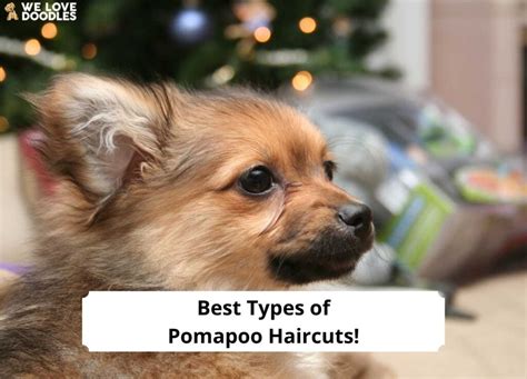 13 Best Types Of Pomapoo Haircuts