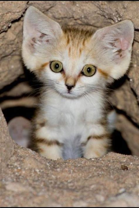 Arabian Sand Cat Adorable Beautiful Cats Sand Cat Wild Cats