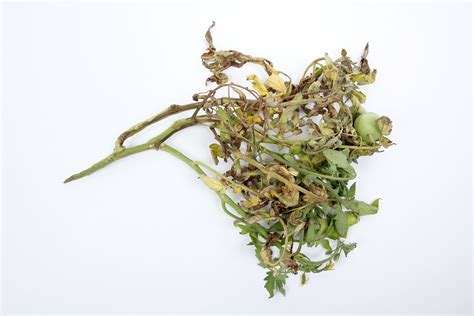 Tomate Moelle Noire Pseudomonas Corrugata 1 Iriis