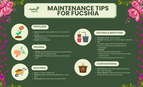 How To Care For A Fuchsia Plant Essential Tips For Beautiful Healthy