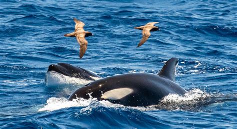 Whale Conservation Western Australia Naturaliste Charters