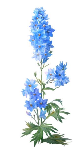 Larkspur Flower Illustrations Royalty Free Vector Graphics And Clip Art