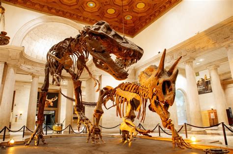 National Museum Andy39s Prehistoric Adventures Wiki