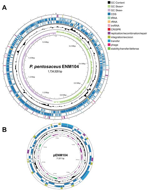 Genomic Insights Into Pediococcus Pentosaceus Enm104 A Probiotic With