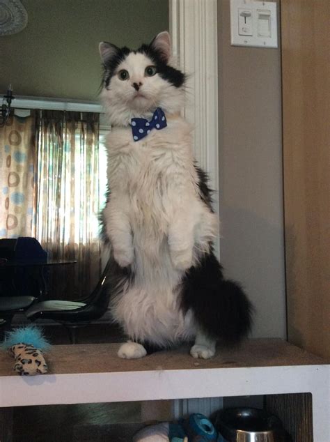 This Is Our Butler A Distant Cousin Of Pikachu R Catsinbusinessattire