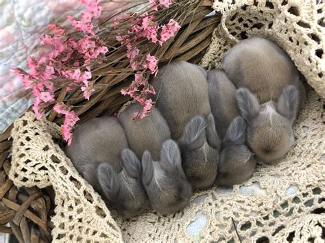 1 Week Old Blue Tort Holland Lops