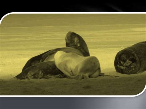 Disorders Of The Trochlear Nerve Ppt