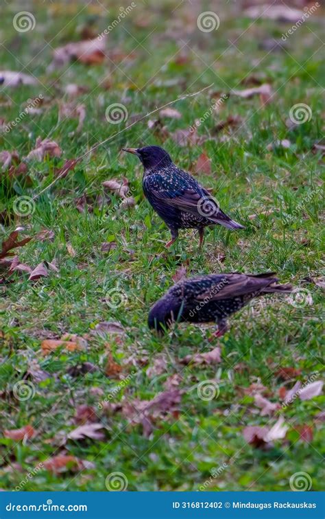 Two Common Starlings Sturnus Vulgaris Also Known As The European