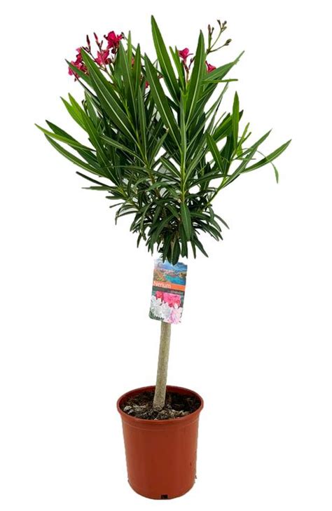 Nerium Oleander Mix — Plant Wholesale Floraccess