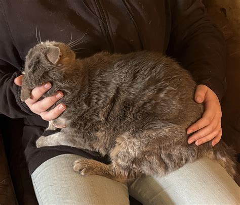 My Friends Cat Thor Rchonkers