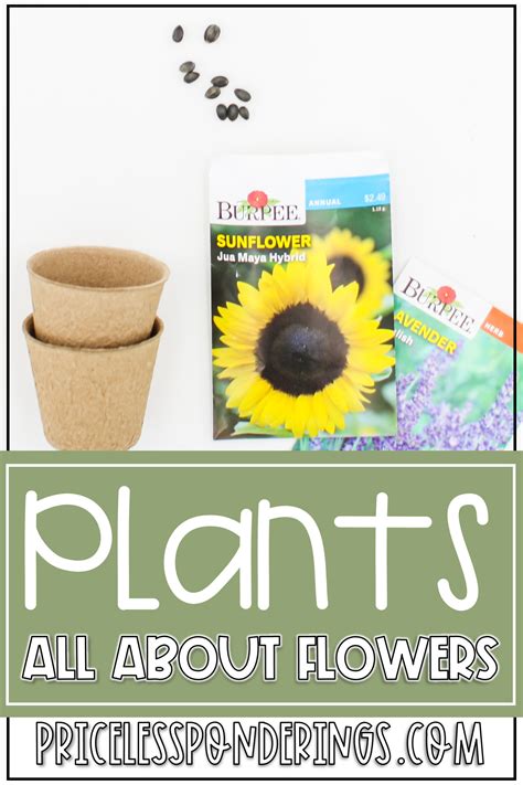 3rd Grade Science Plants Unit Parts Of A Flower And Pollination