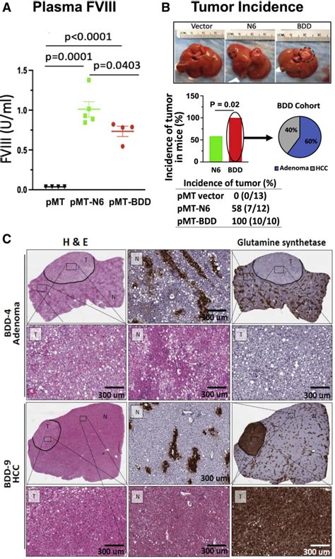 Ectopic Clotting Factor Viii Expression And Misfolding In Hepatocytes