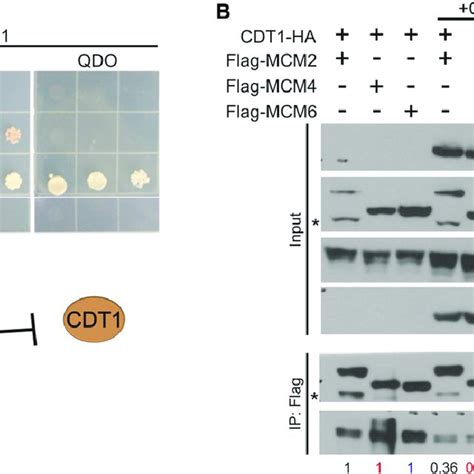 Potential Roles Of Cst During Dna Replication A In G1 Cdt1