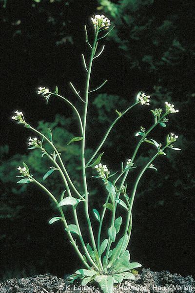 Arabidopsis Thaliana