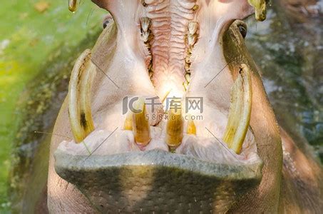 河马张嘴高清摄影大图 千库网