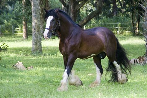 🔥 [50 ] Clydesdales Wallpapers Wallpapersafari