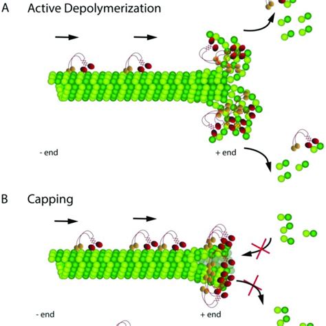 Proposed Models For Kinesin 8 Mt Depolymerization A The Active