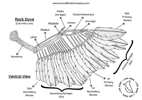 Bird Wing Anatomy Bones