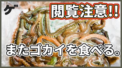 あの手この手で『ゴカイ』を食べる男子大学生2人 Youtube