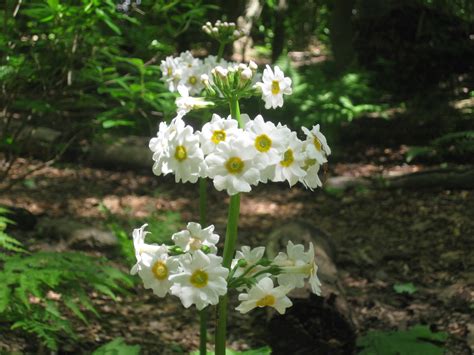 Perennials Archives Kevin Lee Jacobs