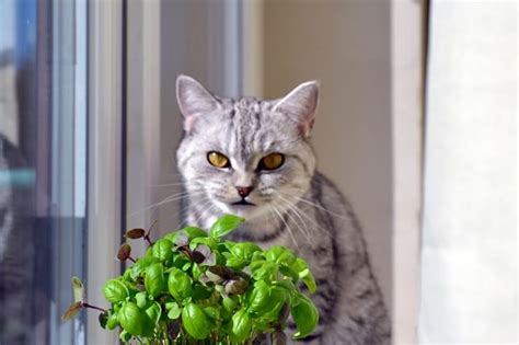 Can Cats Eat Basil
