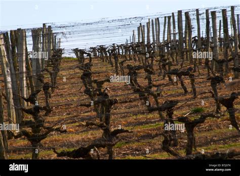 Guyot Double Training Vineyard Chateau Pey La Tour Bordeaux France