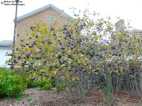 Black Chokeberry Aronia Melanocarpa — Native Plant Scapes