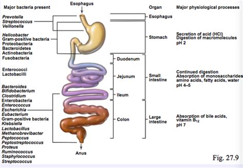 Biol 2051 Host Microbe Interactions Flashcards Quizlet
