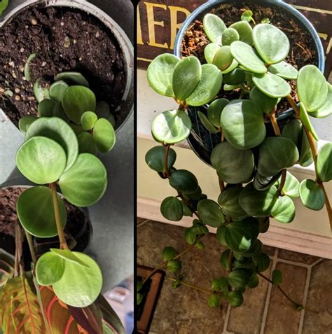 How To Propagate Peperomia 3 Ways Care Tips Hey Rooted