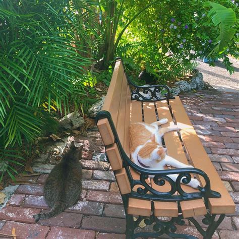 Sofia Mejia On Instagram 🐈” Outdoor Chairs Outdoor Decor Instagram