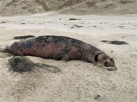 Found A Decomposing Seal On A Uk Beach After A Stormy Night R