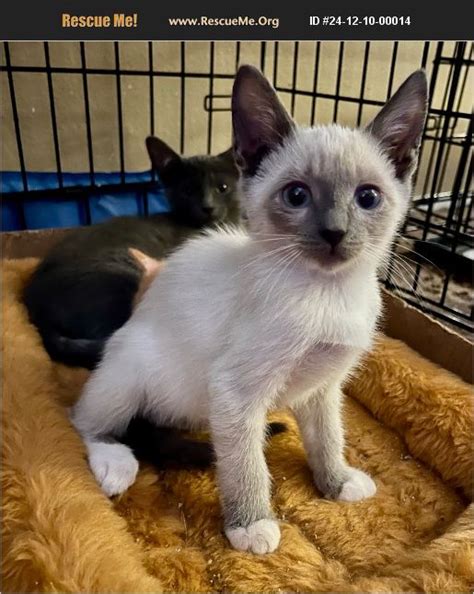 Adopt 24121000014 ~ Siamese Rescue ~ Los Angeles Ca