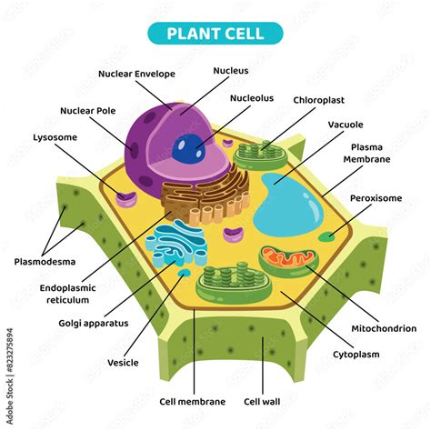The Structure Of Plant Cell Stock Vector Adobe Stock